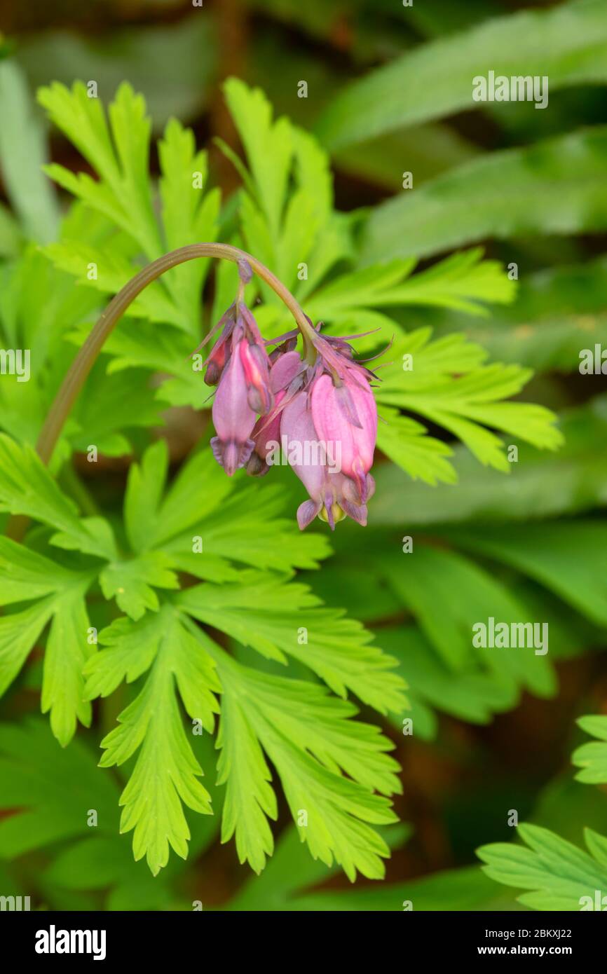 Pacific Bleeding Heart (Dicentra formosa), McDowell Creek Falls County ...