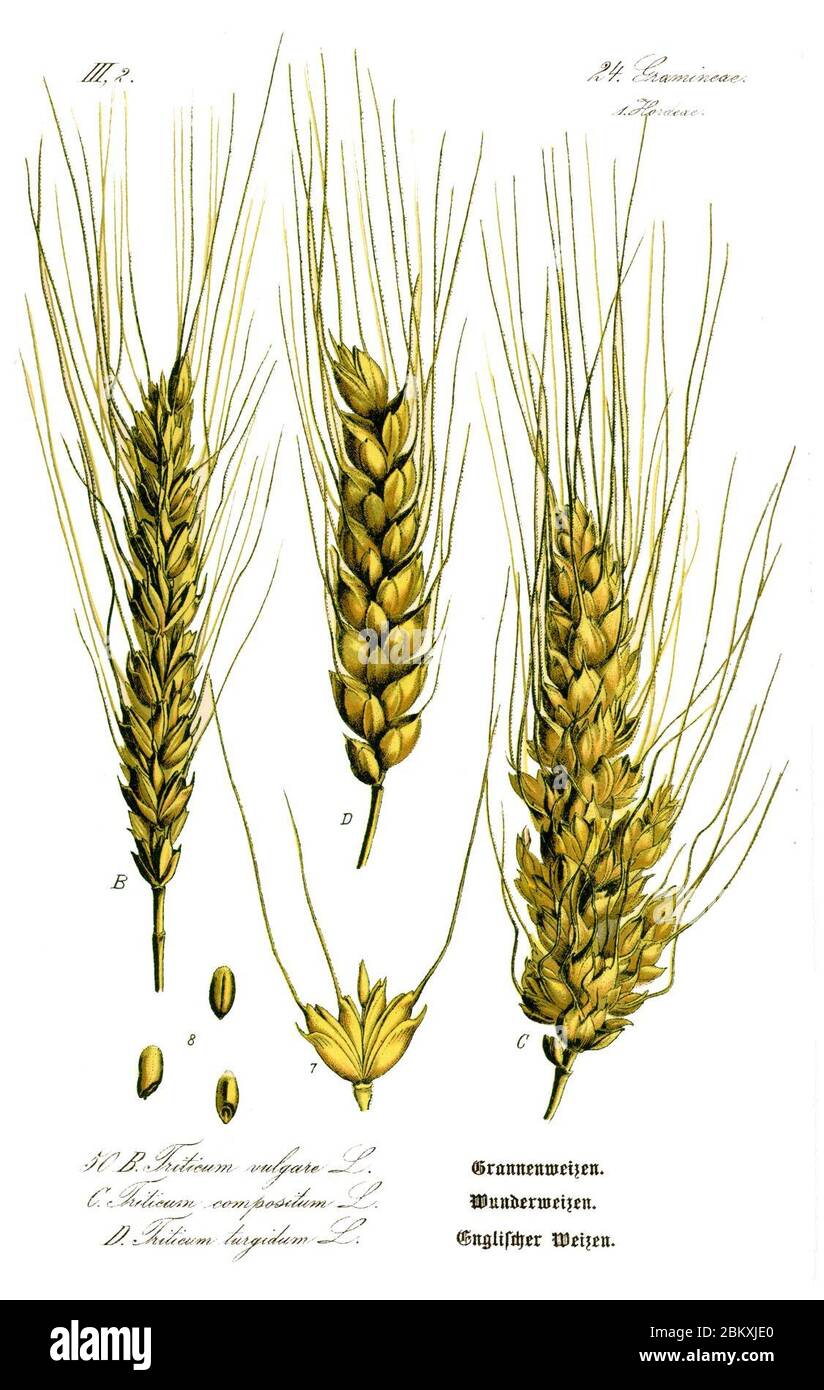 Illustration Triticum aestivum0 Stock Photo - Alamy