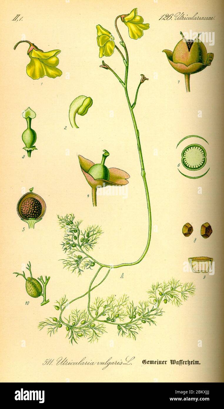 Illustration Utricularia vulgaris0 Stock Photo - Alamy