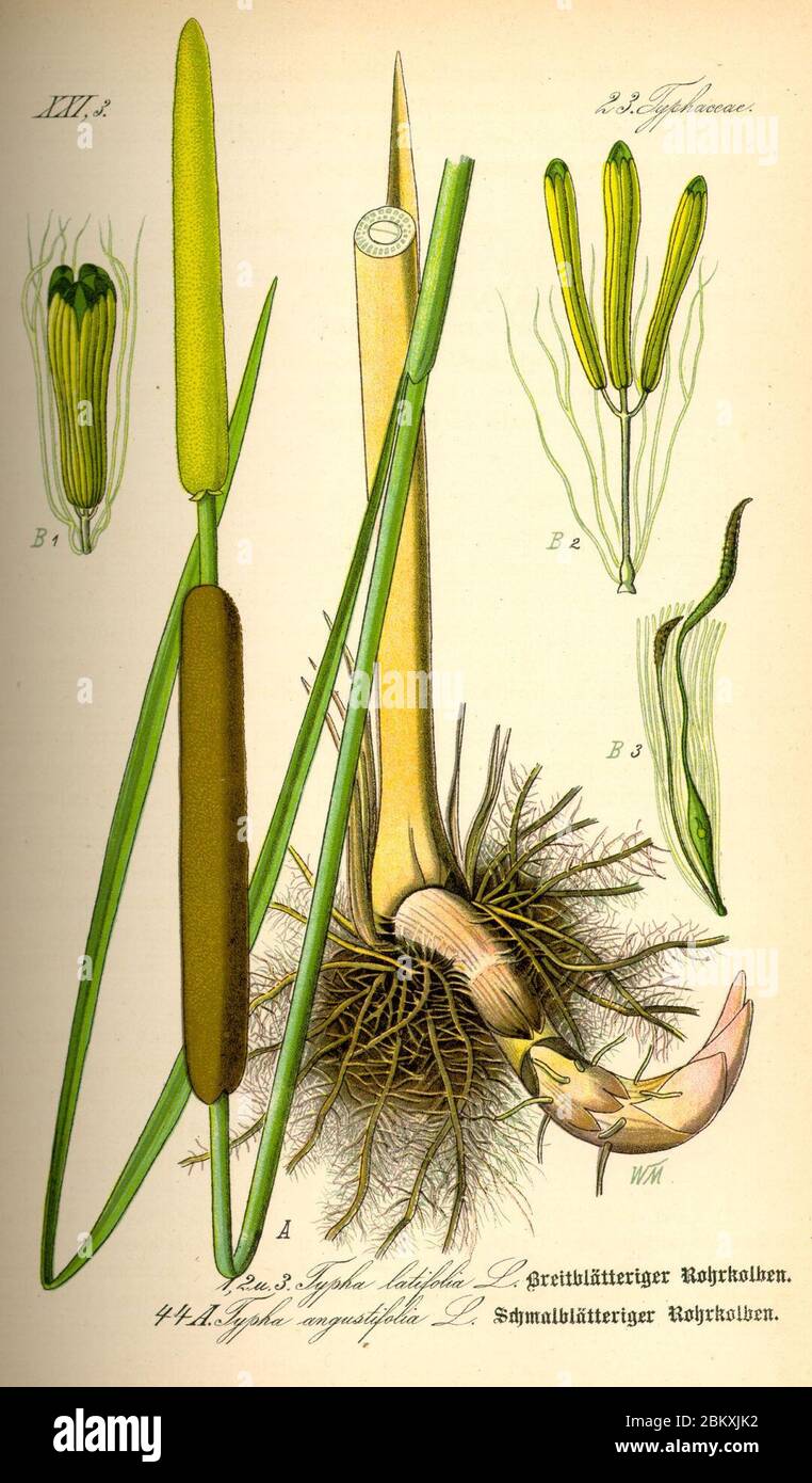 Illustration Typha latifolia0 Stock Photo - Alamy