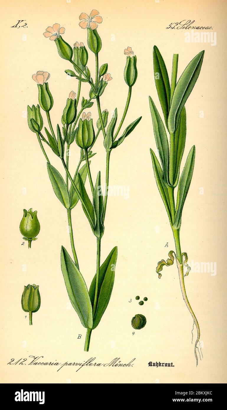 Illustration Vaccaria hispanica0 Stock Photo - Alamy