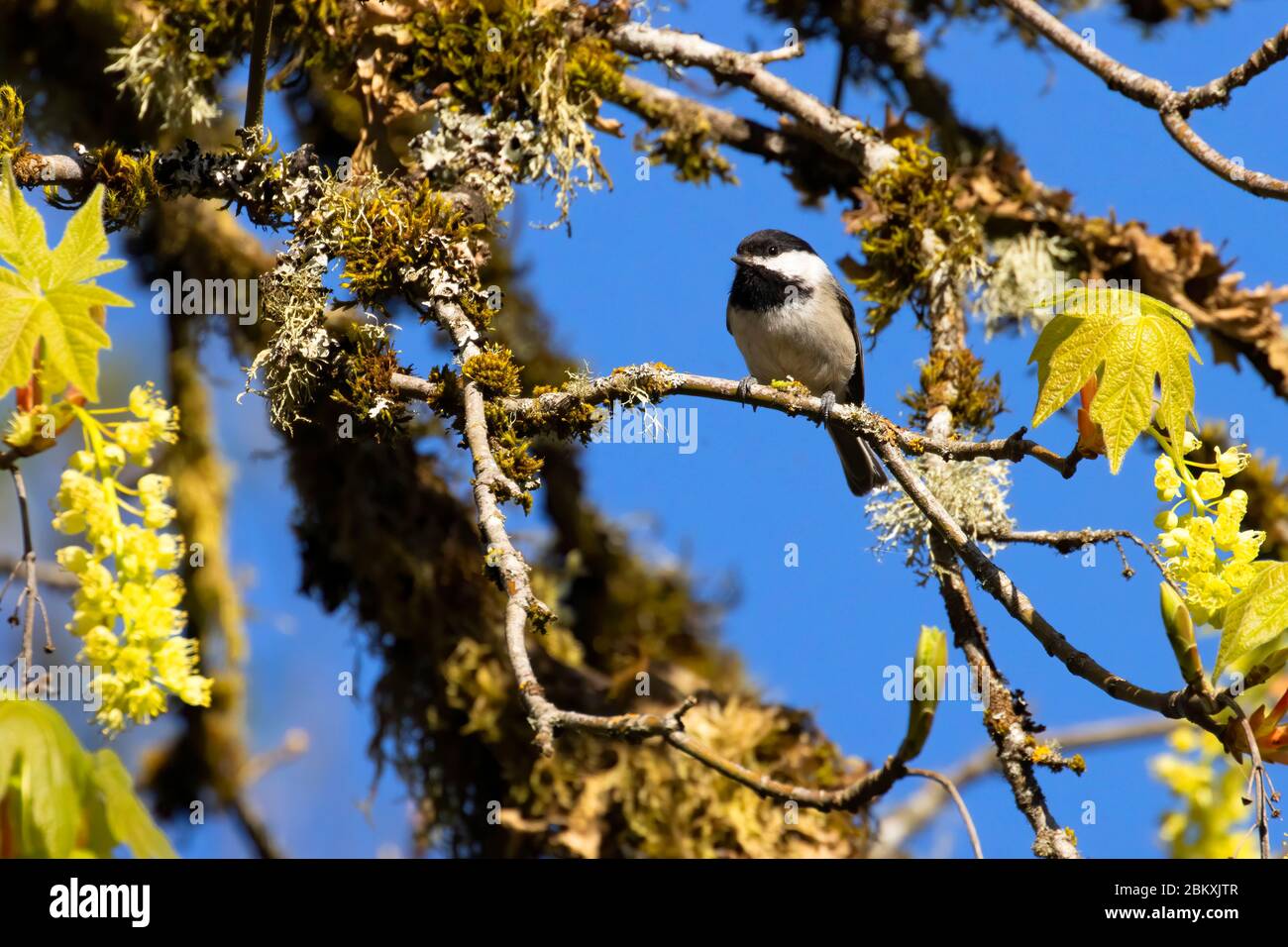 Black-capped chickadee, Lyons City Park, Lyons, Oregon Stock Photo - Alamy