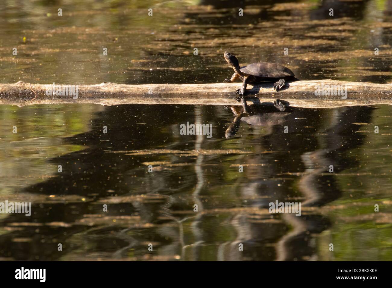 Western pond turtle clemmys marmorata hi-res stock photography and ...