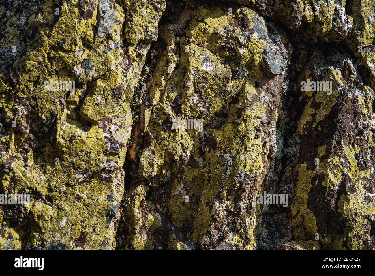 Yellow crust lichens of subgenus Rhizocarpon geographicum covering a ...