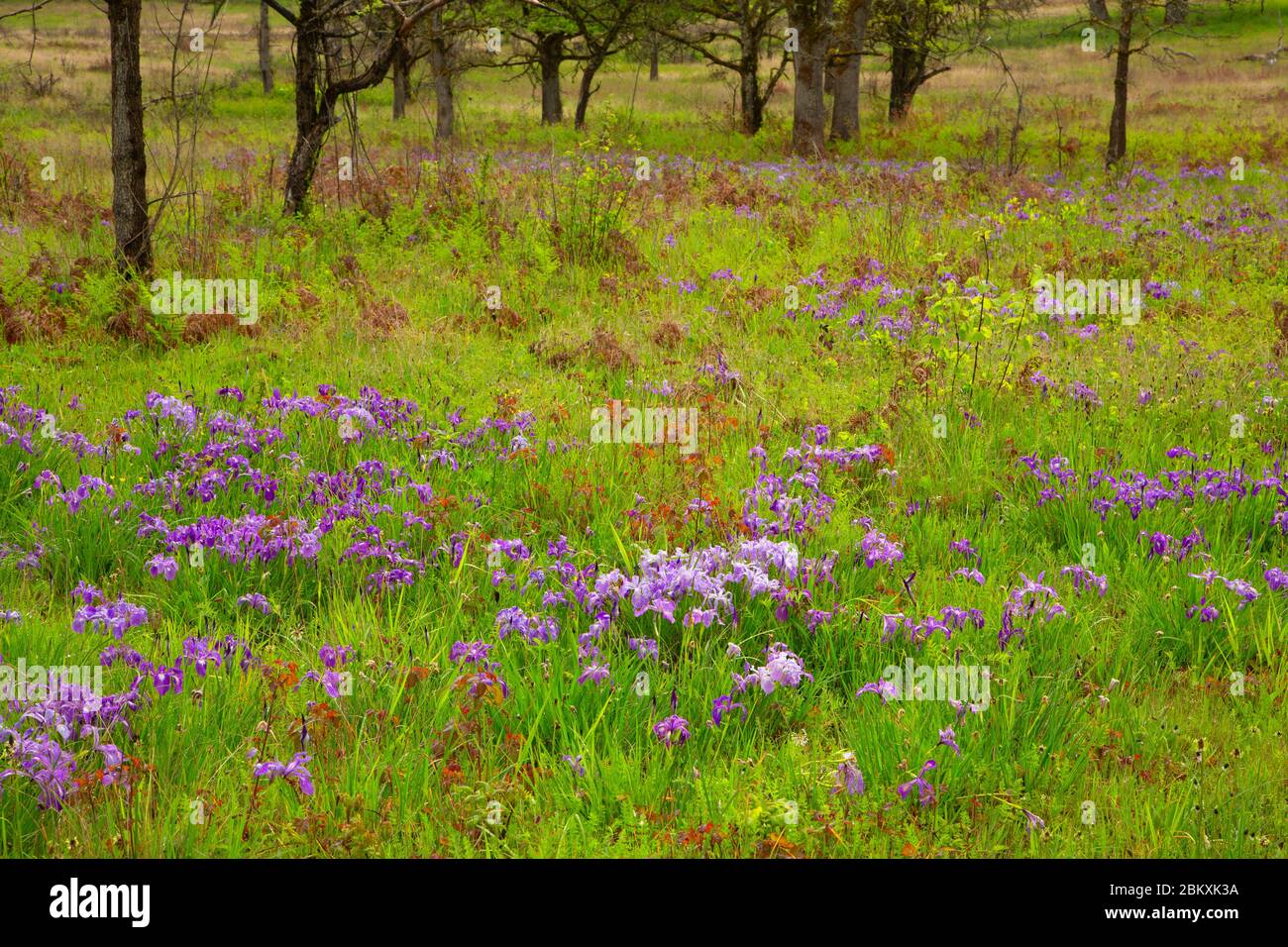Oregon iris (Iris tenax) with Poison oak (Toxicodendron diversilobum ...