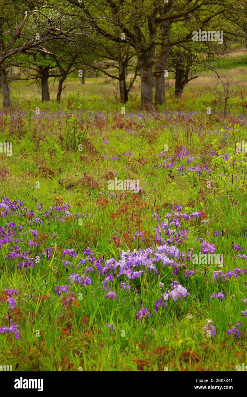 Oregon iris (Iris tenax) with Poison oak (Toxicodendron diversilobum ...