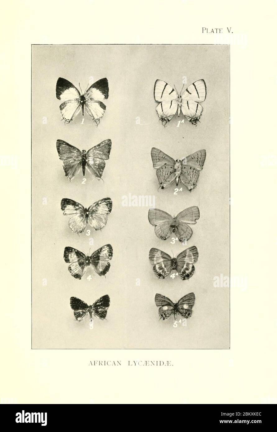 Illustrations of African Lycaenidae Stock Photo - Alamy