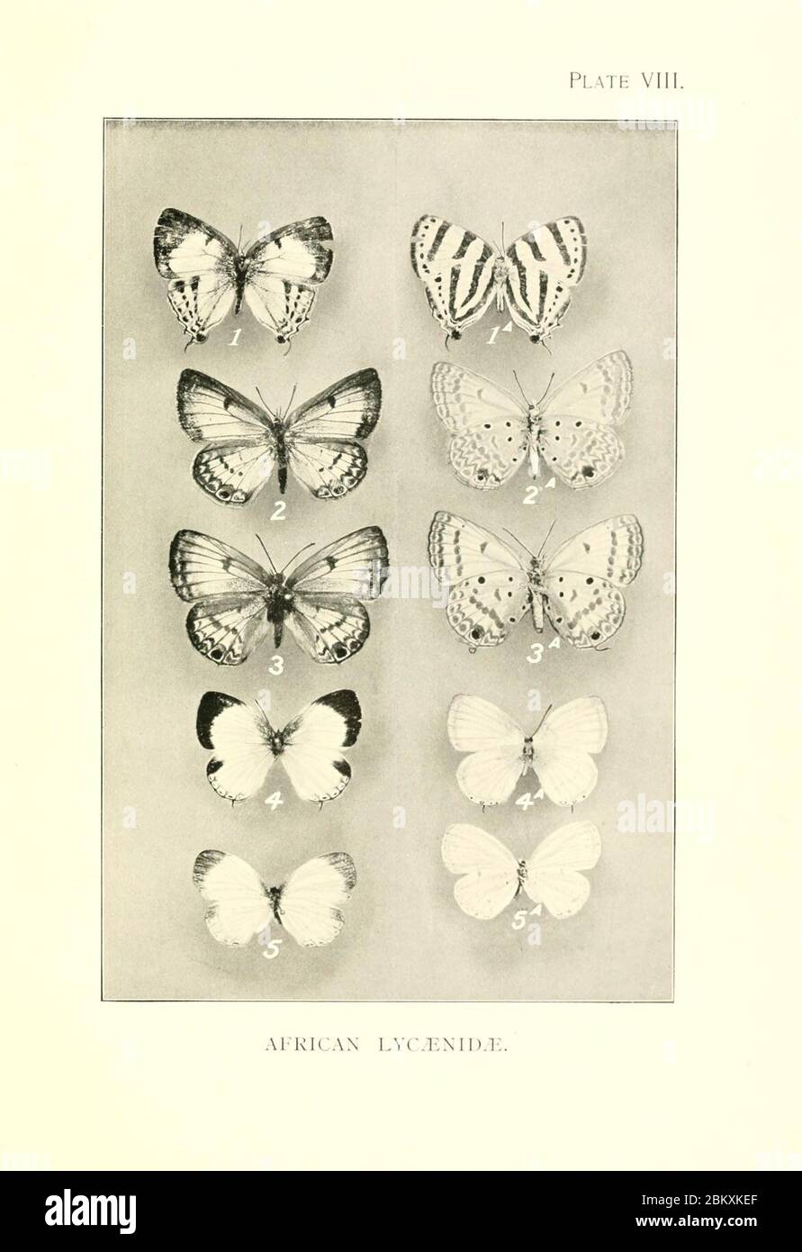 Illustrations of African Lycaenidae Stock Photo - Alamy