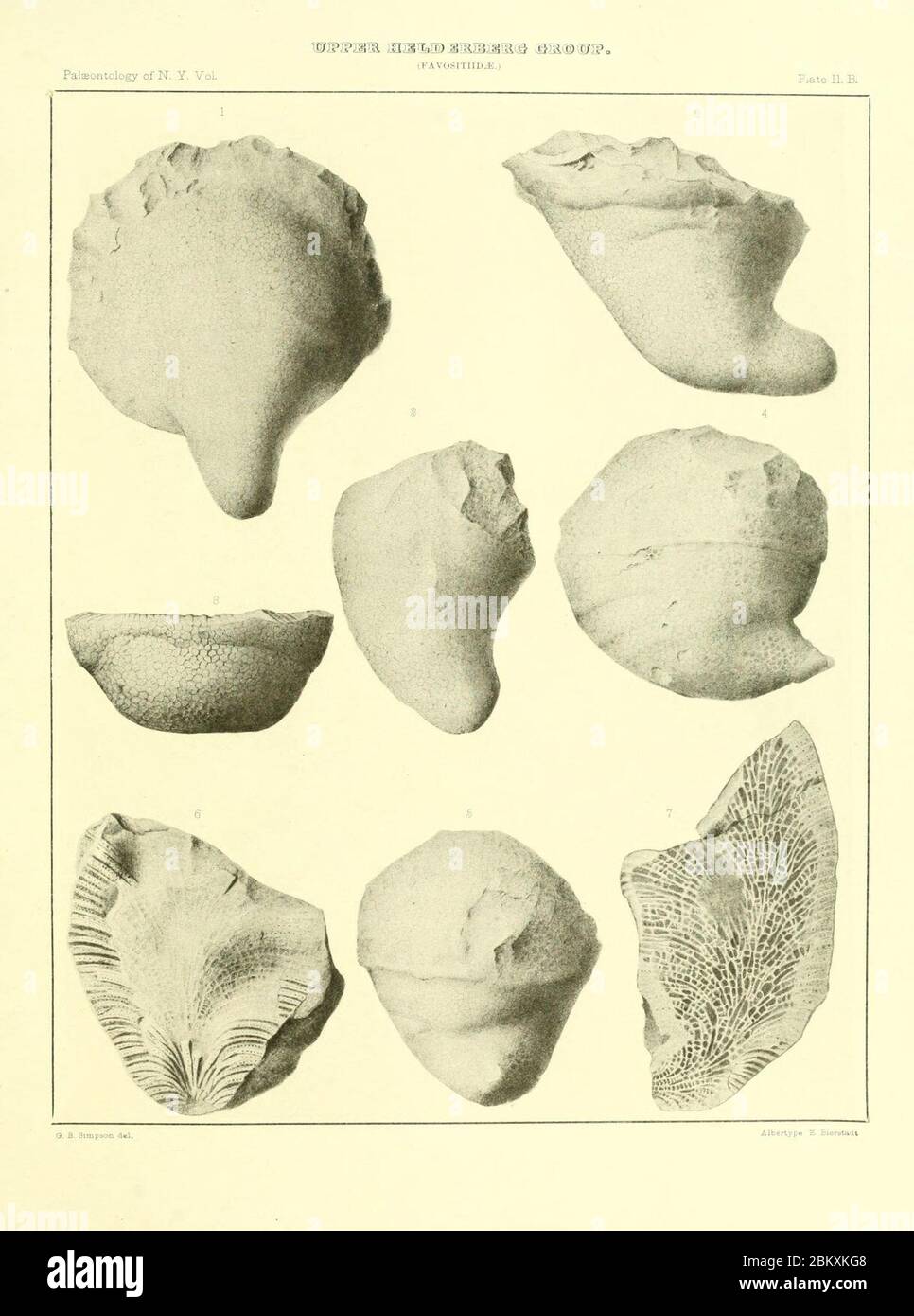 Illustrations of Devonian fossils Stock Photo - Alamy