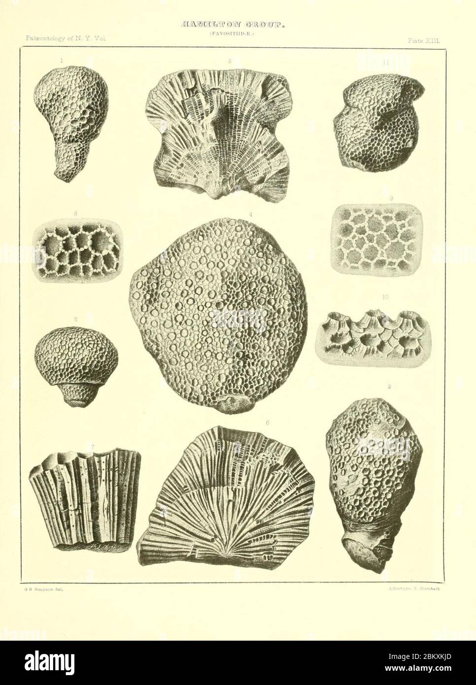 Illustrations of Devonian fossils Stock Photo - Alamy