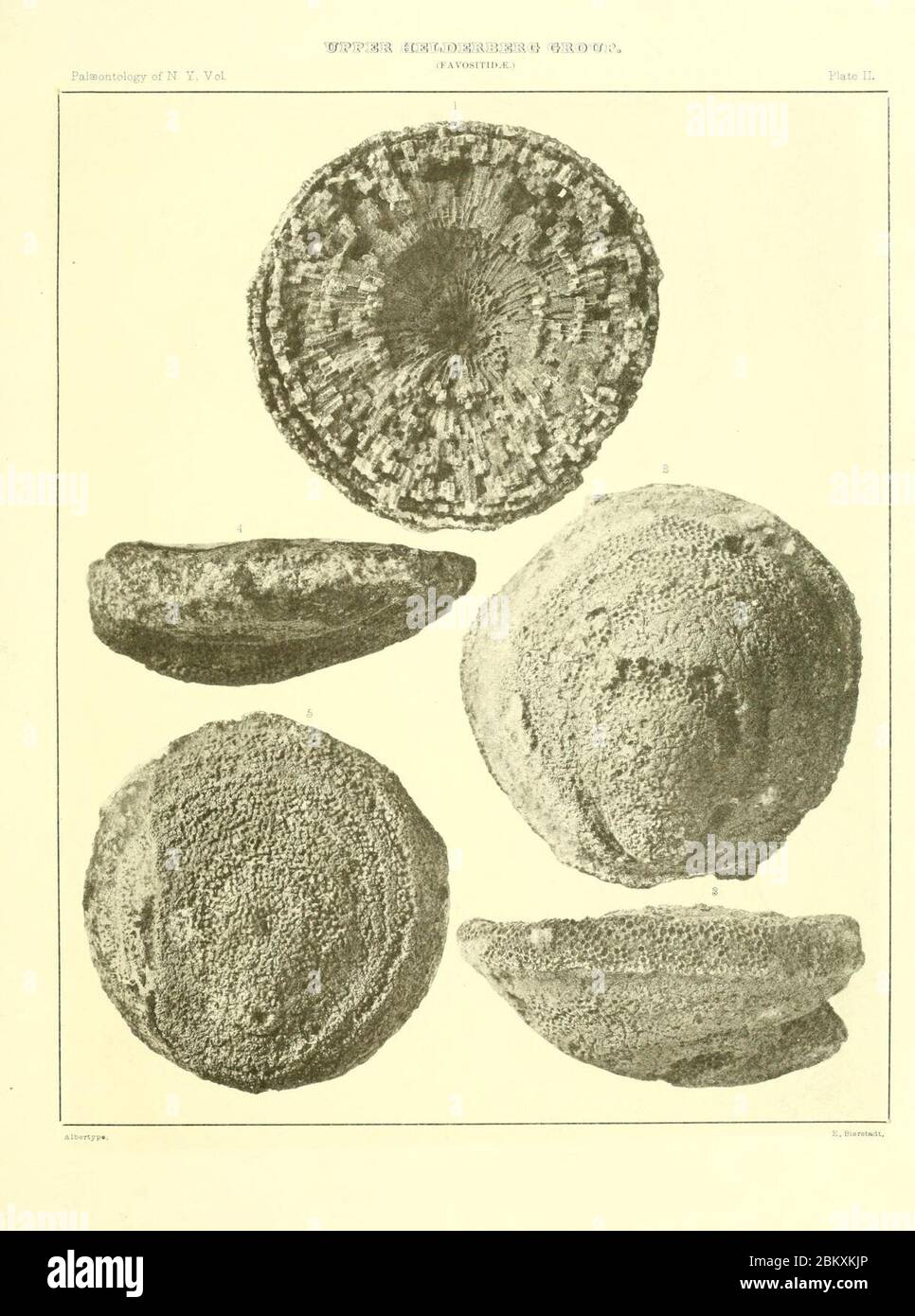 Illustrations of Devonian fossils Stock Photo - Alamy