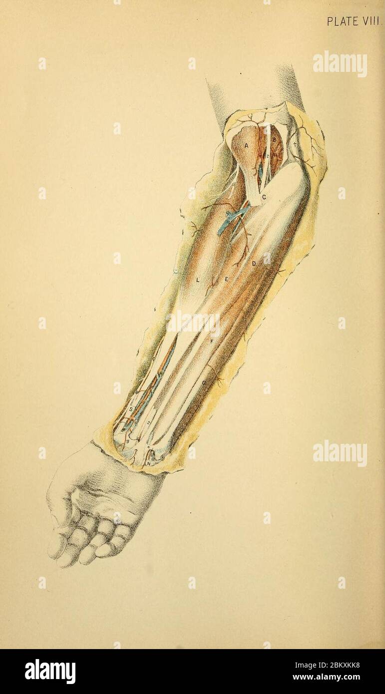 Dissections hi-res stock photography and images - Alamy