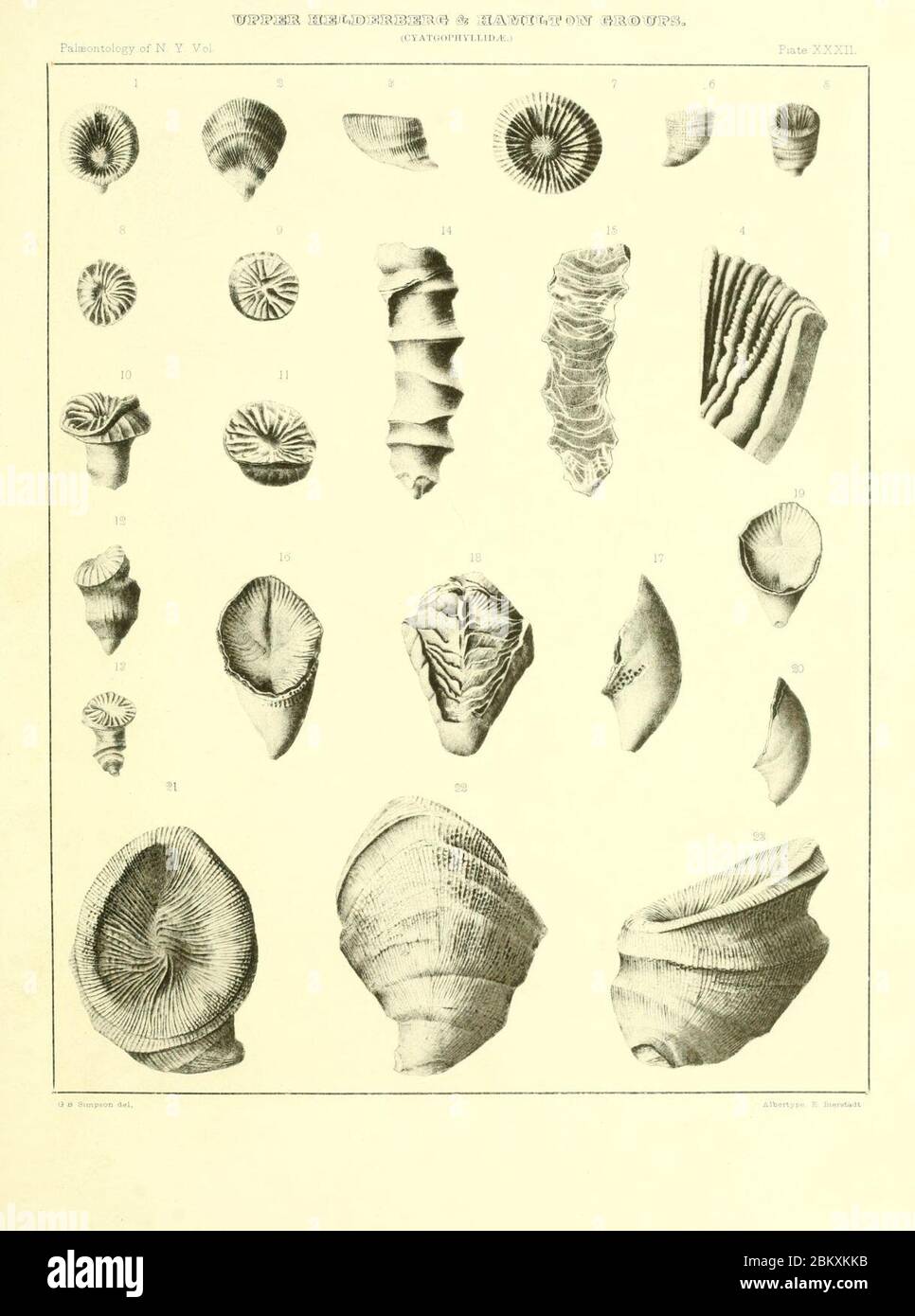 Illustrations of Devonian fossils Stock Photo - Alamy