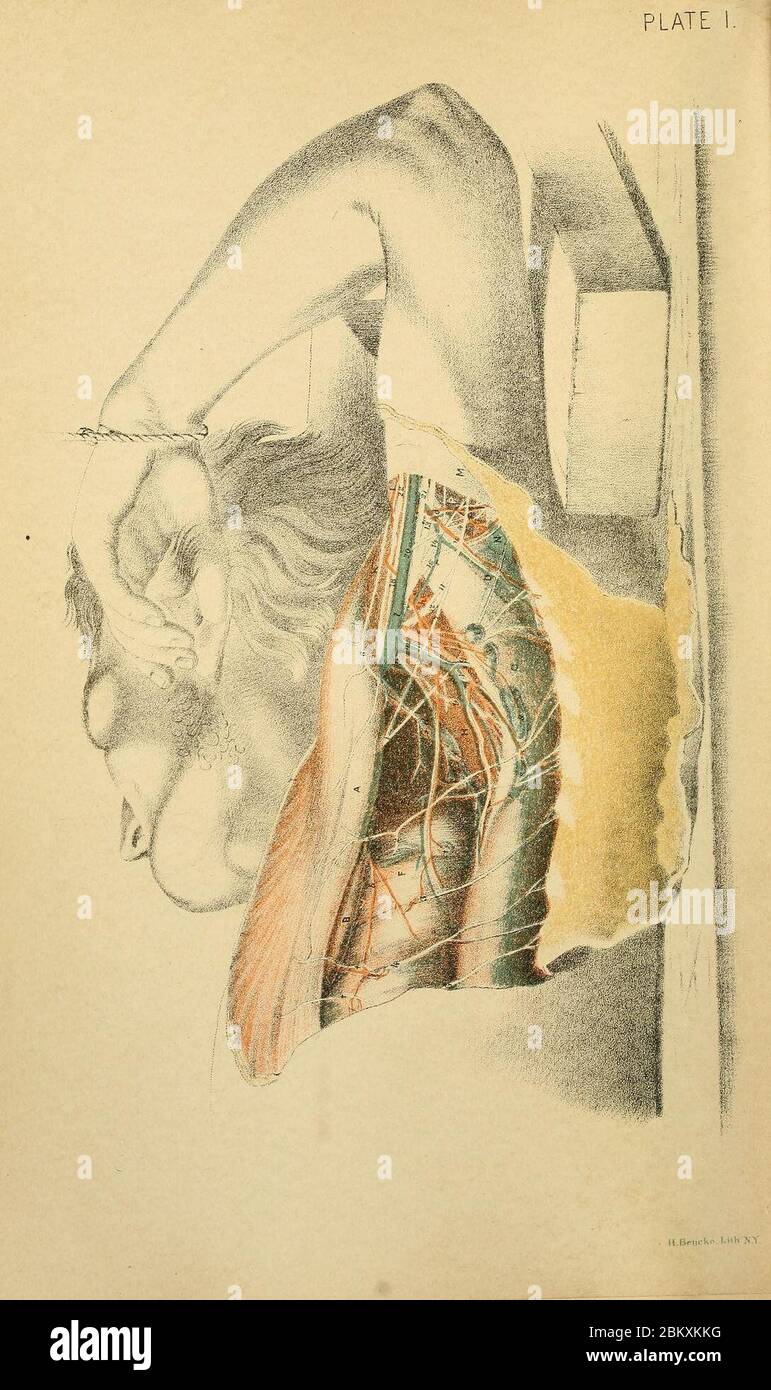 Illustrations of Dissections Plate 01 axilla Stock Photo - Alamy
