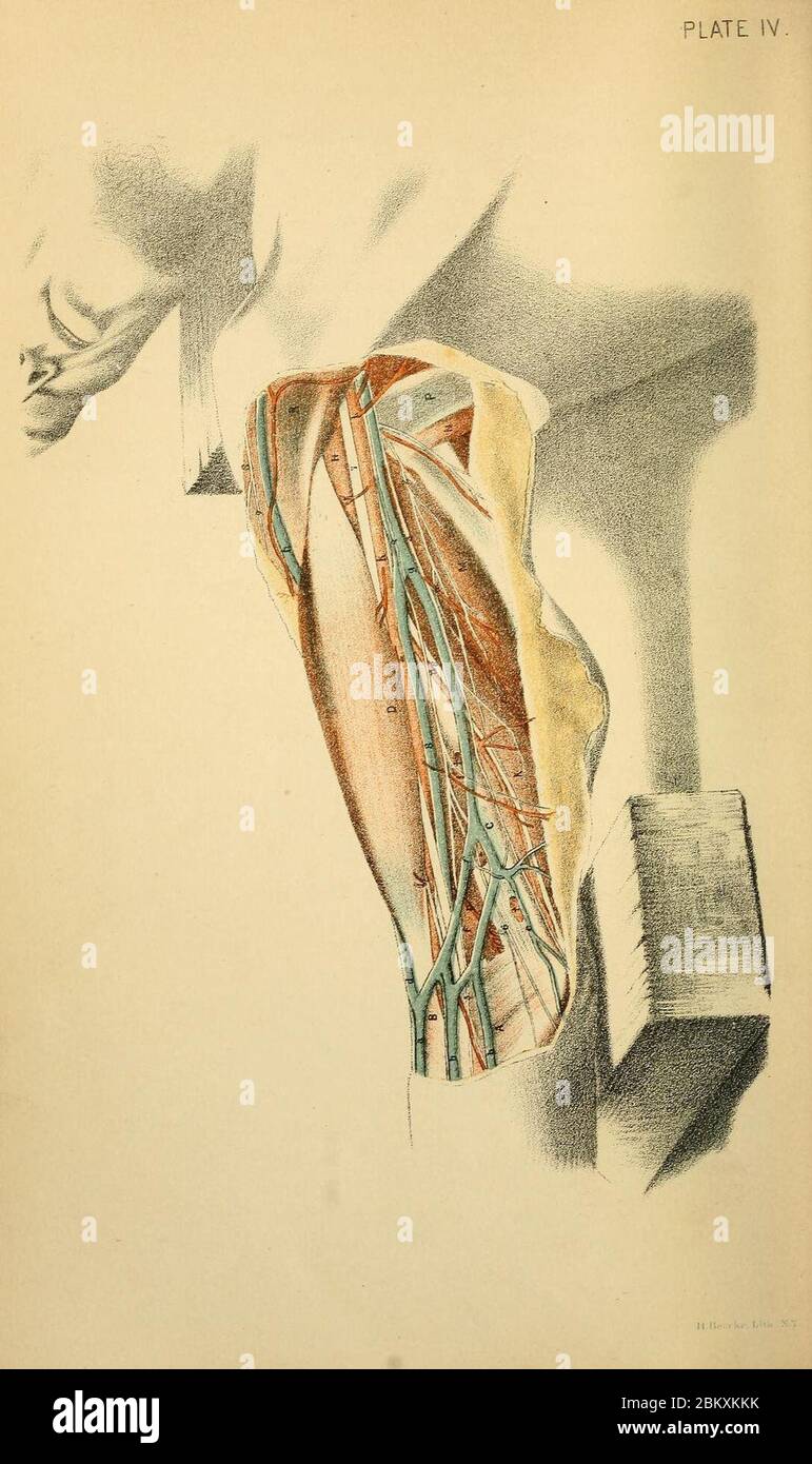 Illustrations of Dissections Plate 04 upper arm and axilla Stock Photo ...