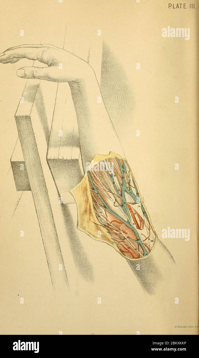 Illustrations of Dissections Plate 03 arm and elbow Stock Photo - Alamy