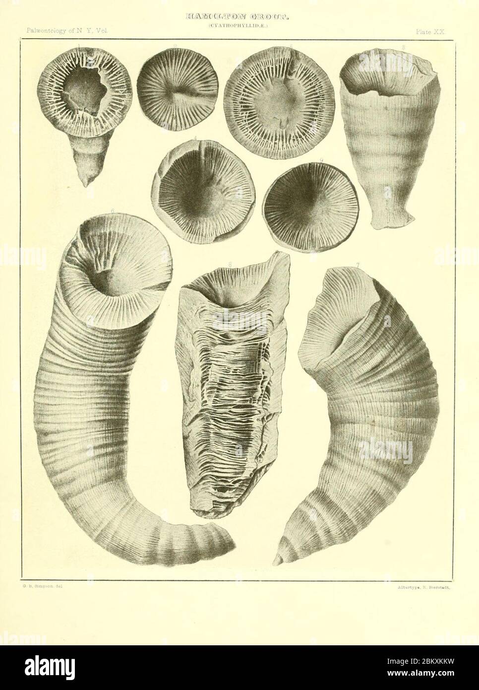 Illustrations of Devonian fossils Stock Photo - Alamy