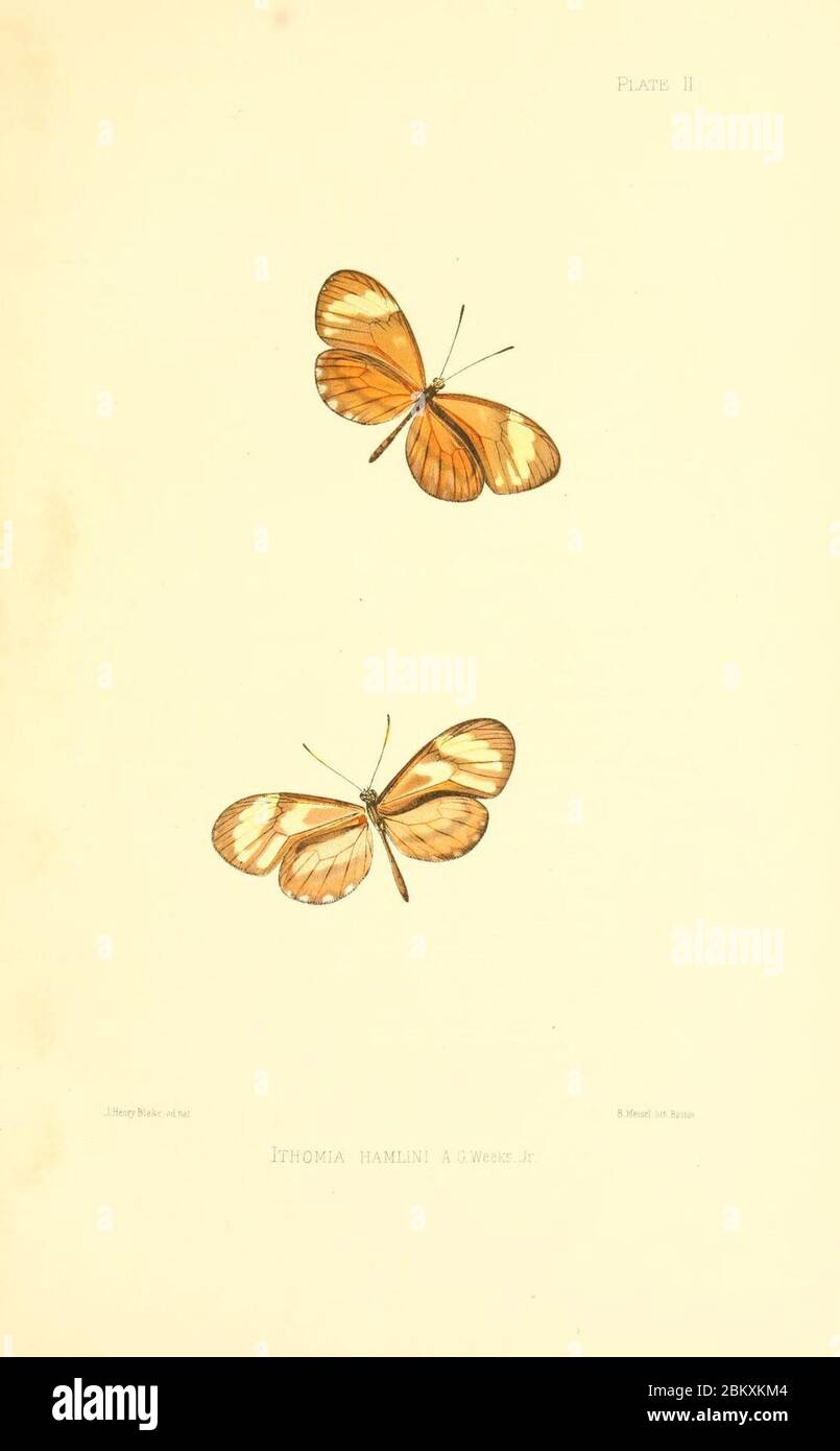 Illustrations of Diurnal Lepidoptera (Weeks) v. II, pl. 2 Ithomia ...
