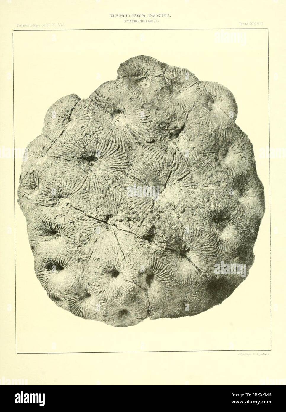 Illustrations of Devonian fossils Stock Photo - Alamy