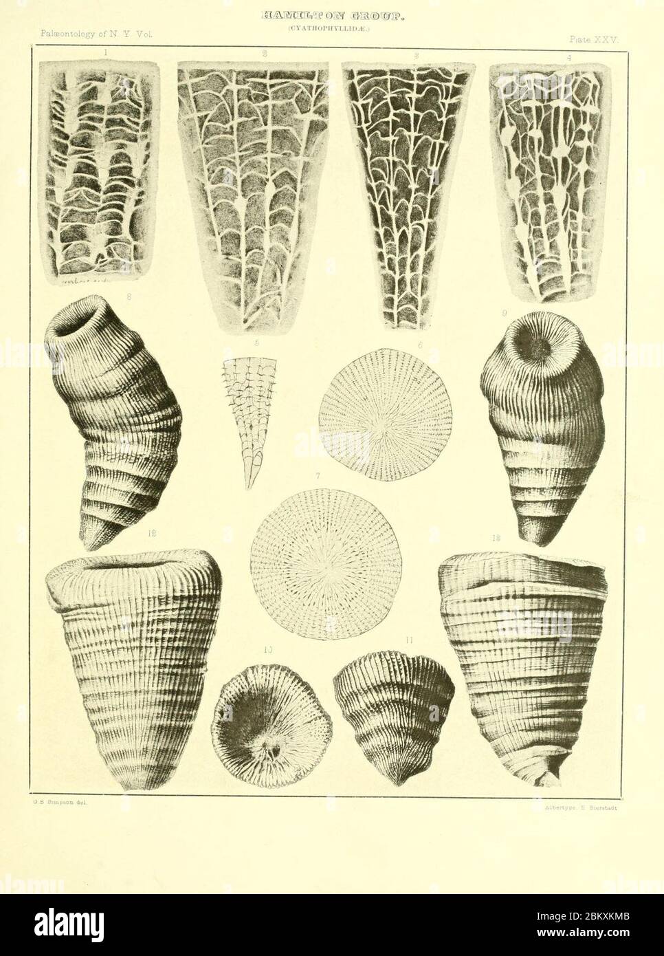 Illustrations of Devonian fossils Stock Photo - Alamy