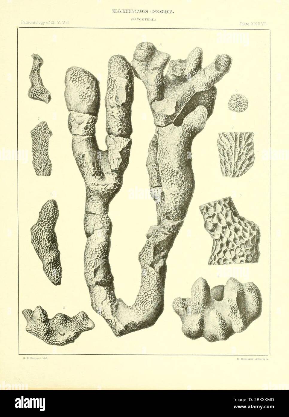 Illustrations of Devonian fossils Stock Photo - Alamy