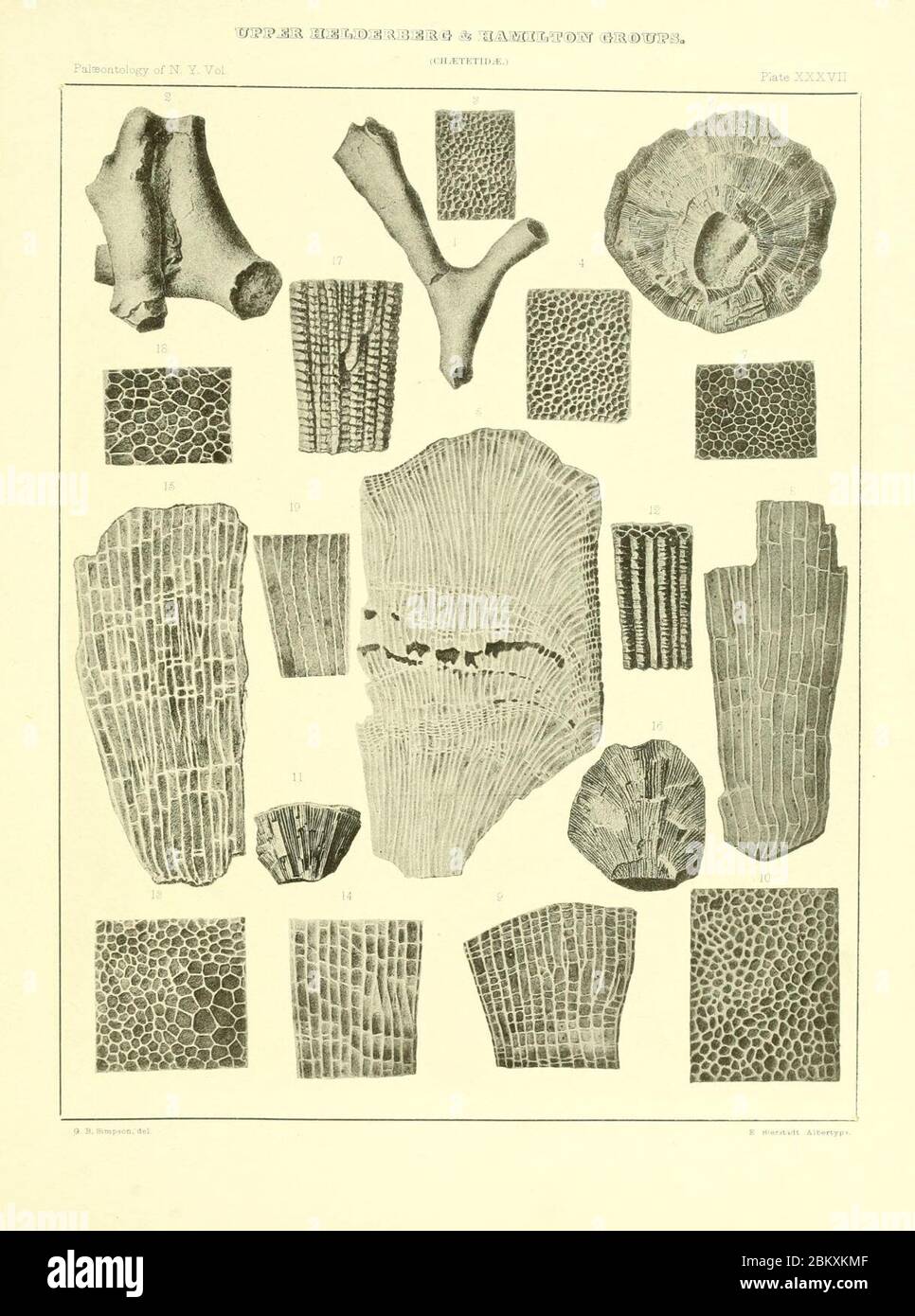 Illustrations of Devonian fossils Stock Photo - Alamy