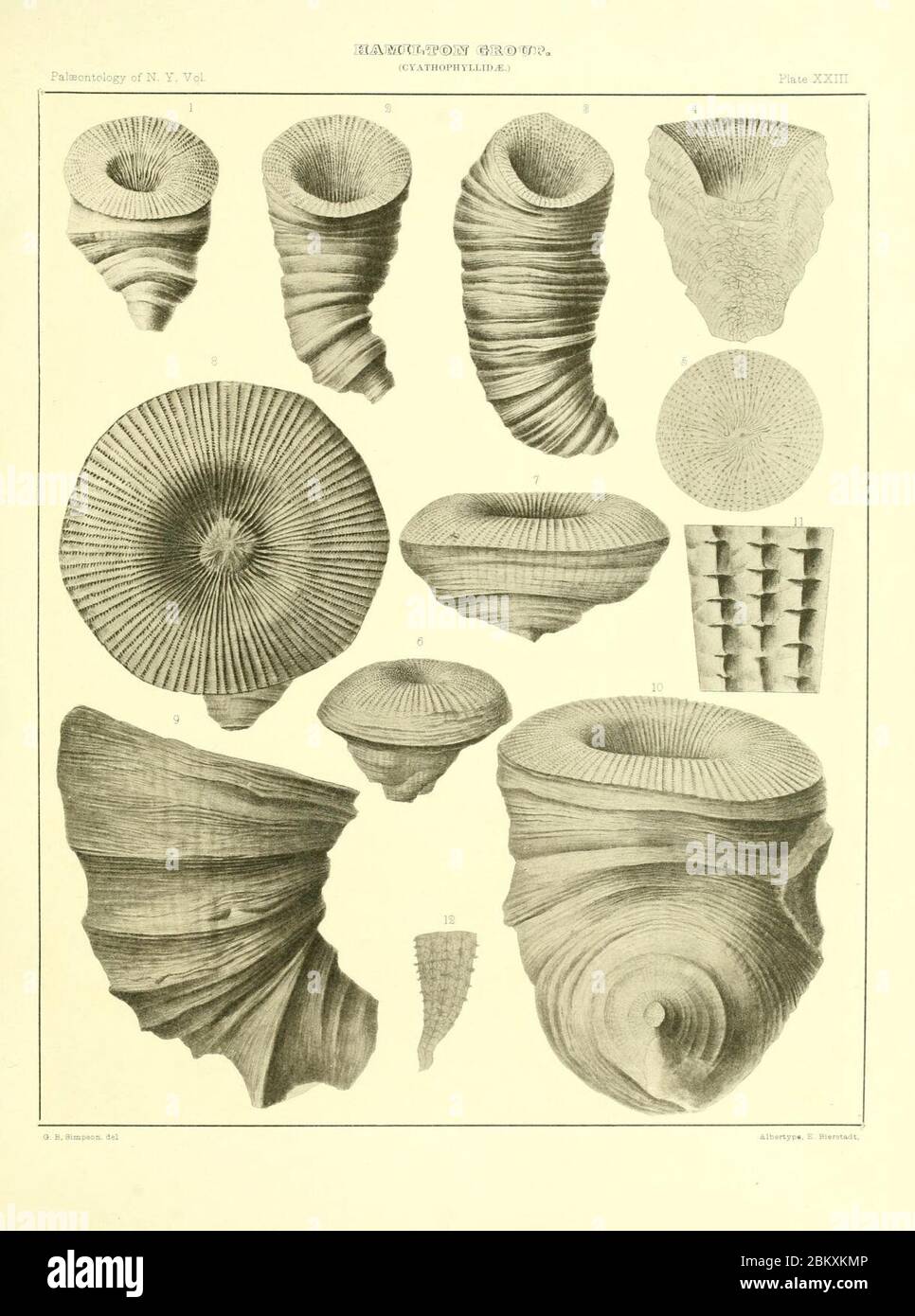Illustrations of Devonian fossils Stock Photo - Alamy