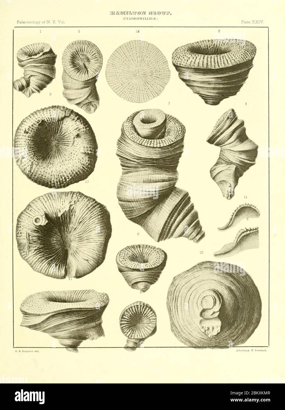 Illustrations of Devonian fossils Stock Photo - Alamy