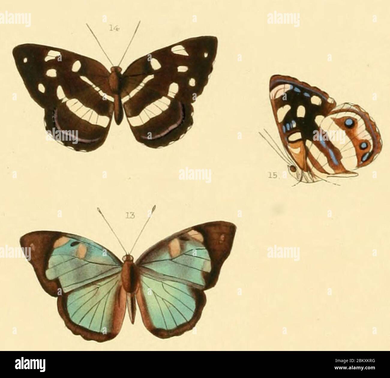 Illustrations of Eubagis onias Stock Photo - Alamy
