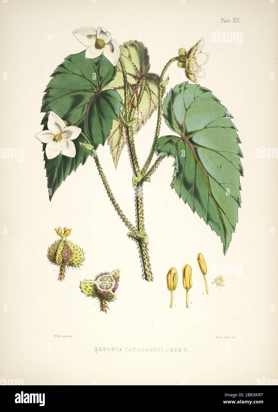 Illustrations of Himalayan plants (Plate XIII Stock Photo - Alamy