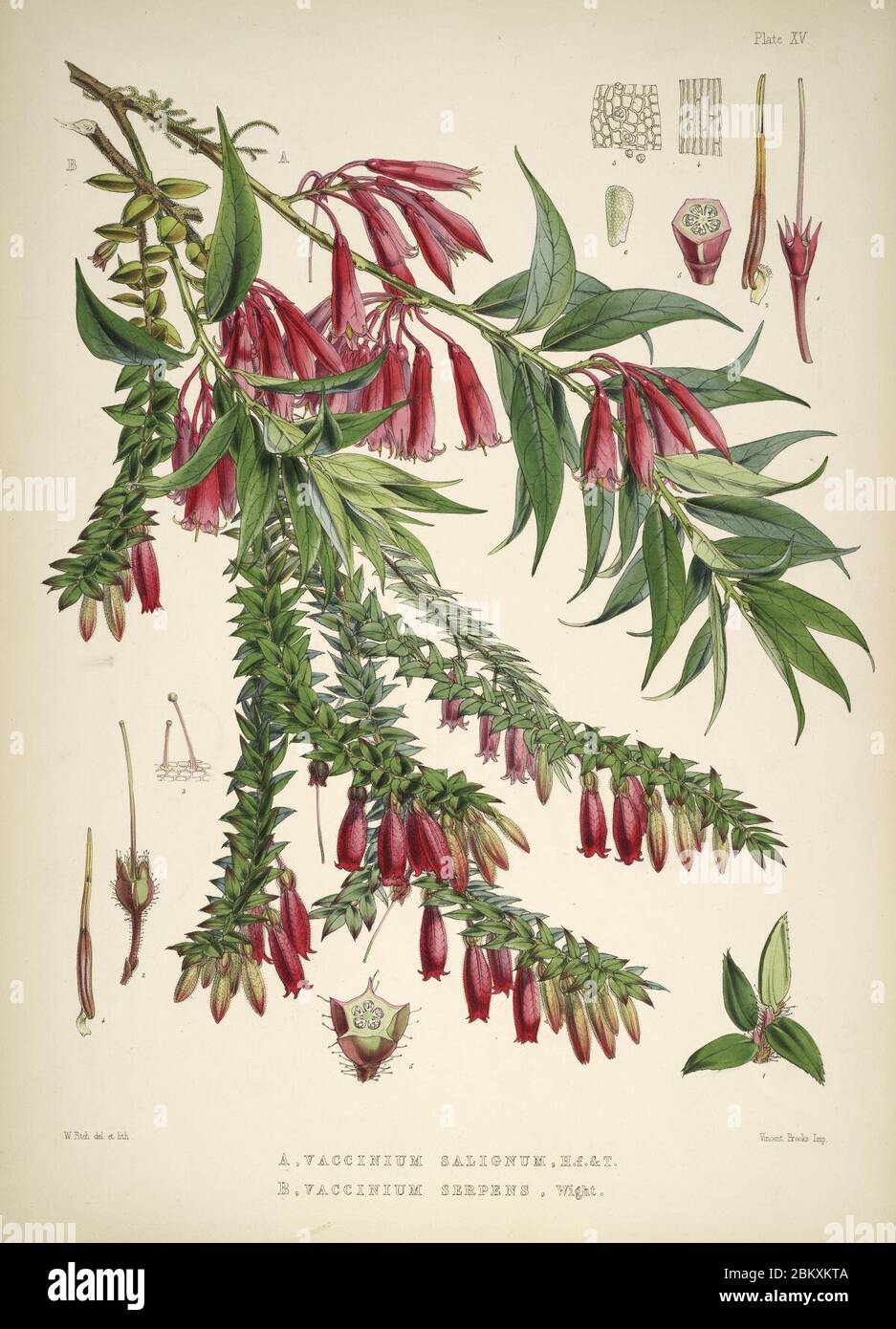 Illustrations of Himalayan plants (Plate XV Stock Photo - Alamy