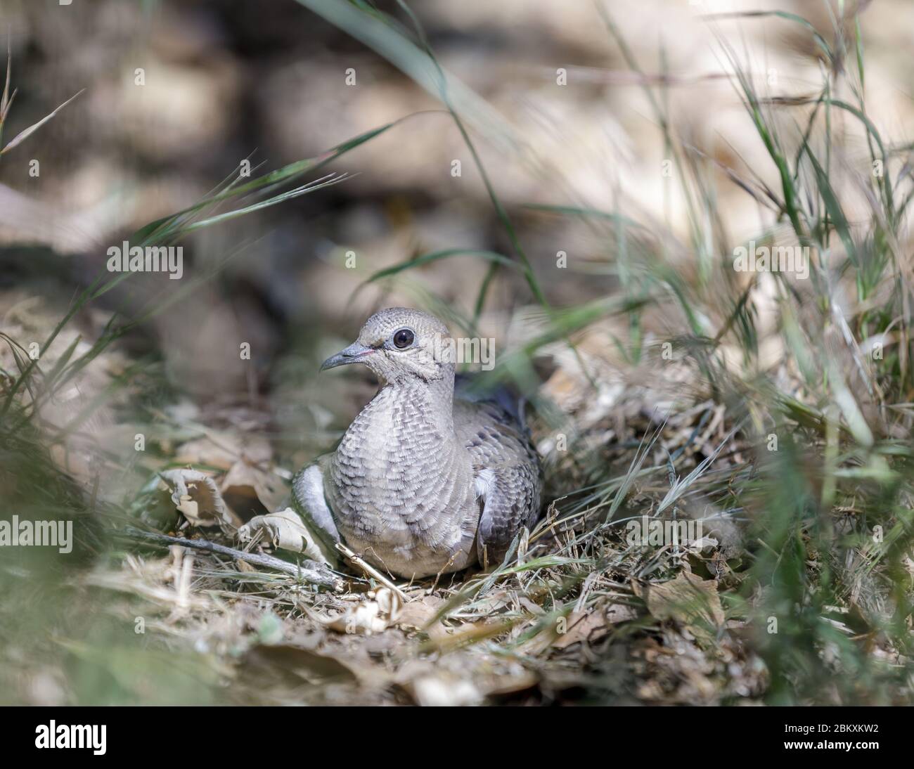 Juvenile dove hi-res stock photography and images - Alamy