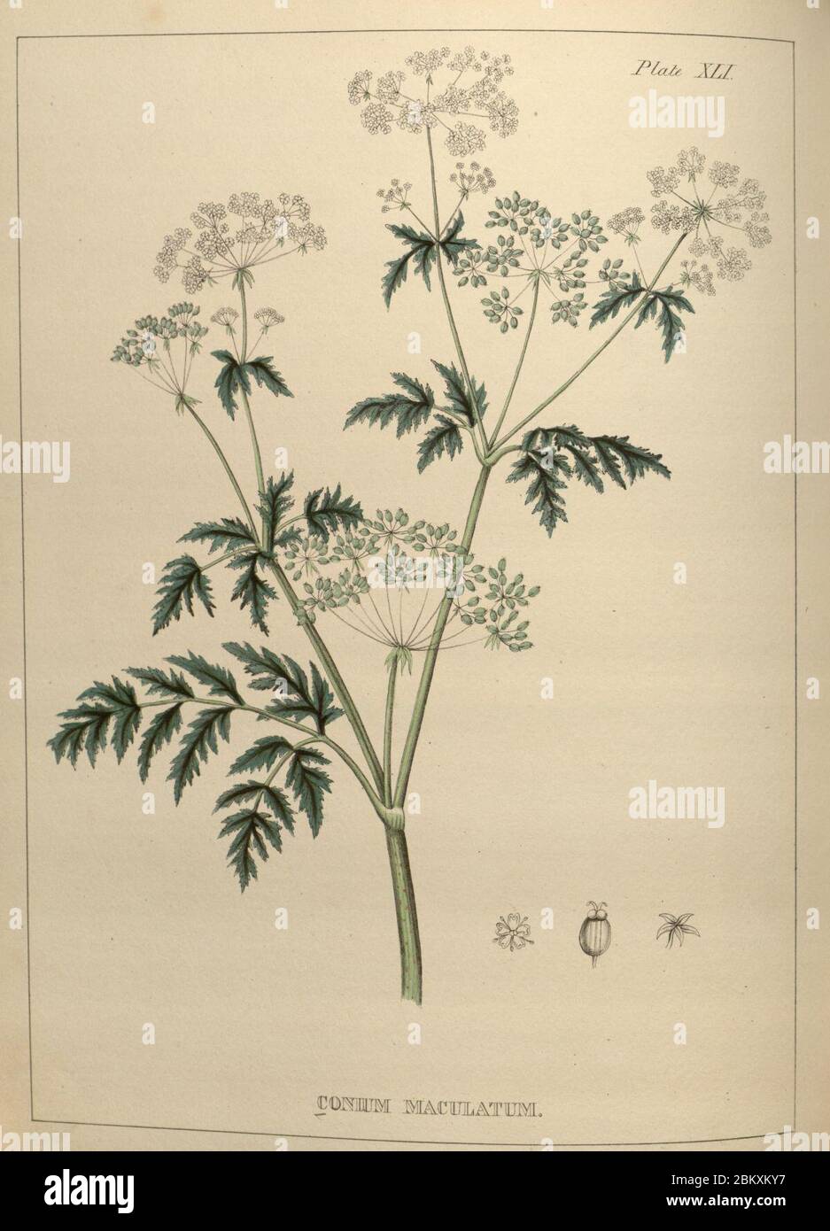 Illustrations of medical botany (Plate XLI Stock Photo - Alamy