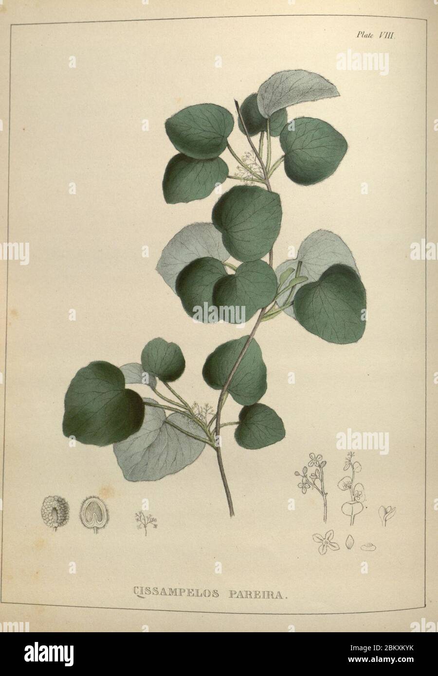 Illustrations of medical botany (Plate VIII Stock Photo - Alamy