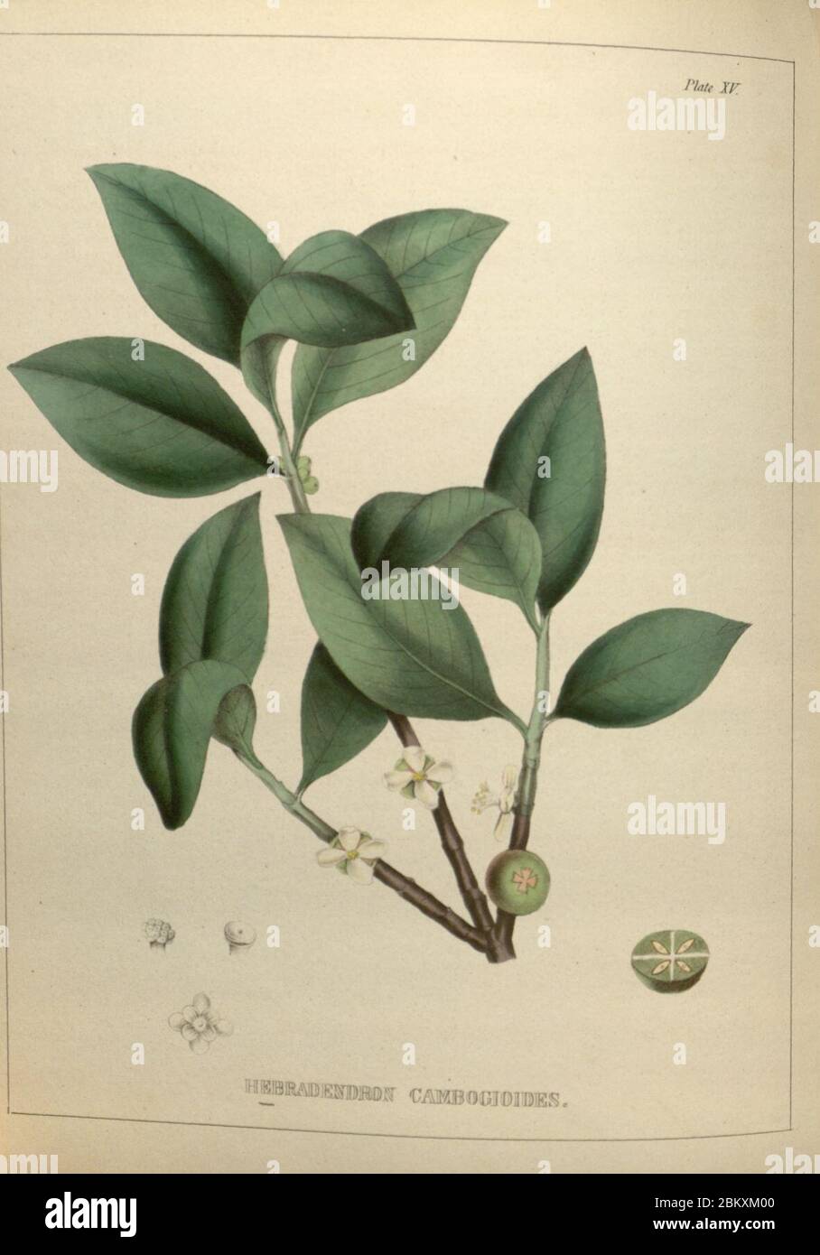 Illustrations of medical botany (Plate XV Stock Photo - Alamy