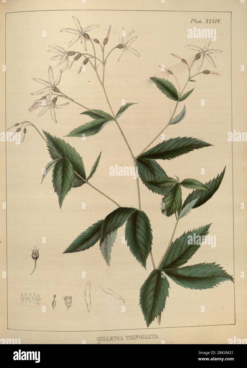 Illustrations of medical botany (Plate XXXIV Stock Photo - Alamy