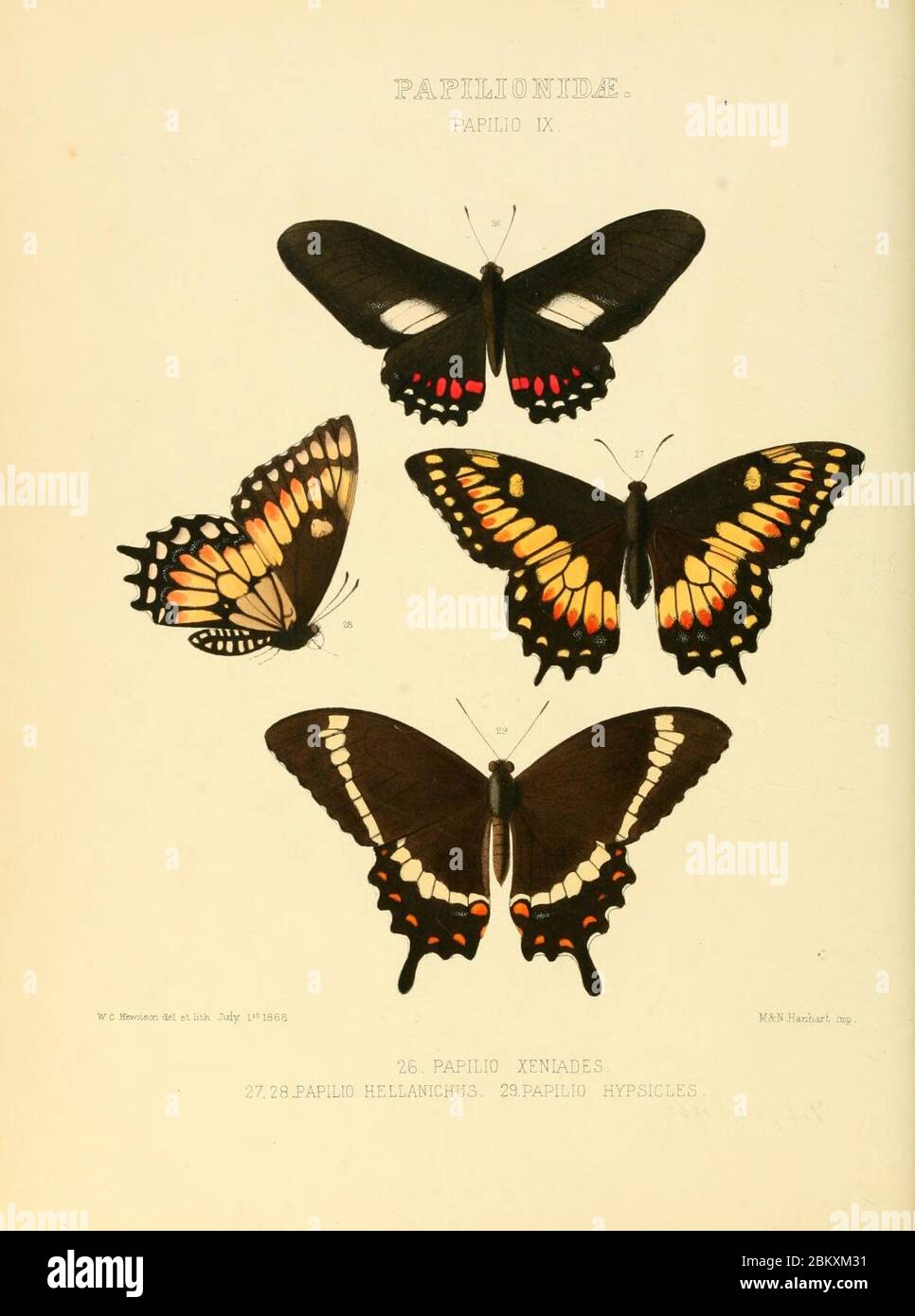 Illustrations of new species of exotic butterflies (Papilionidae ...