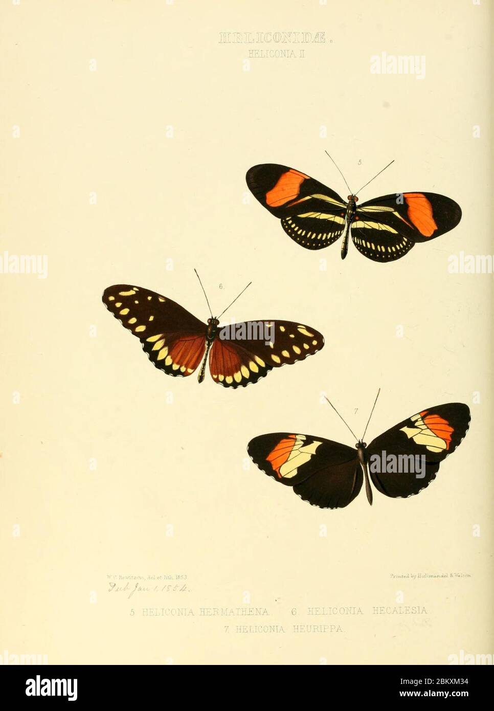 Illustrations of new species of exotic butterflies (Heliconidae ...