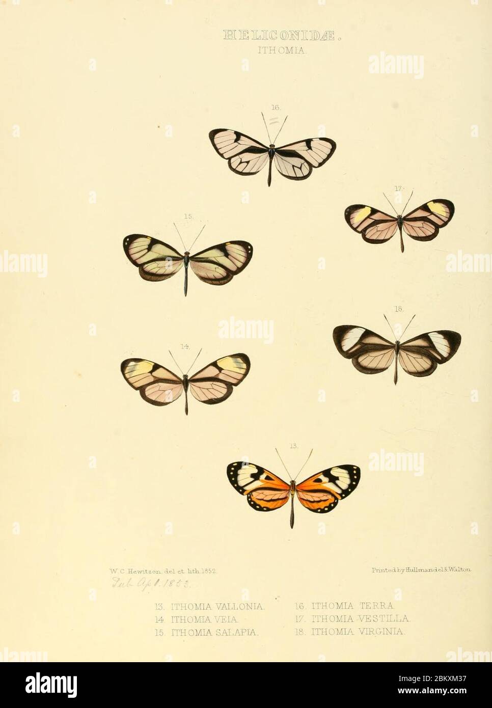 Illustrations of new species of exotic butterflies (Heliconidae ...