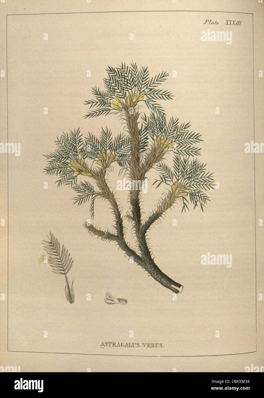 Illustrations of medical botany (Plate XXXIII Stock Photo - Alamy