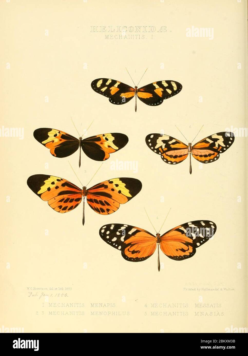 Illustrations of new species of exotic butterflies (Heliconidae ...