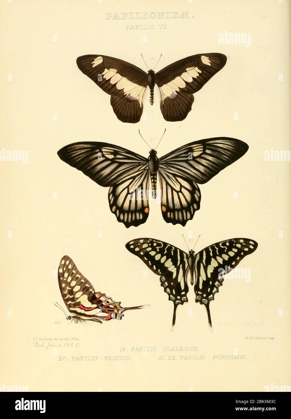 Illustrations of new species of exotic butterflies (Papilionidae ...