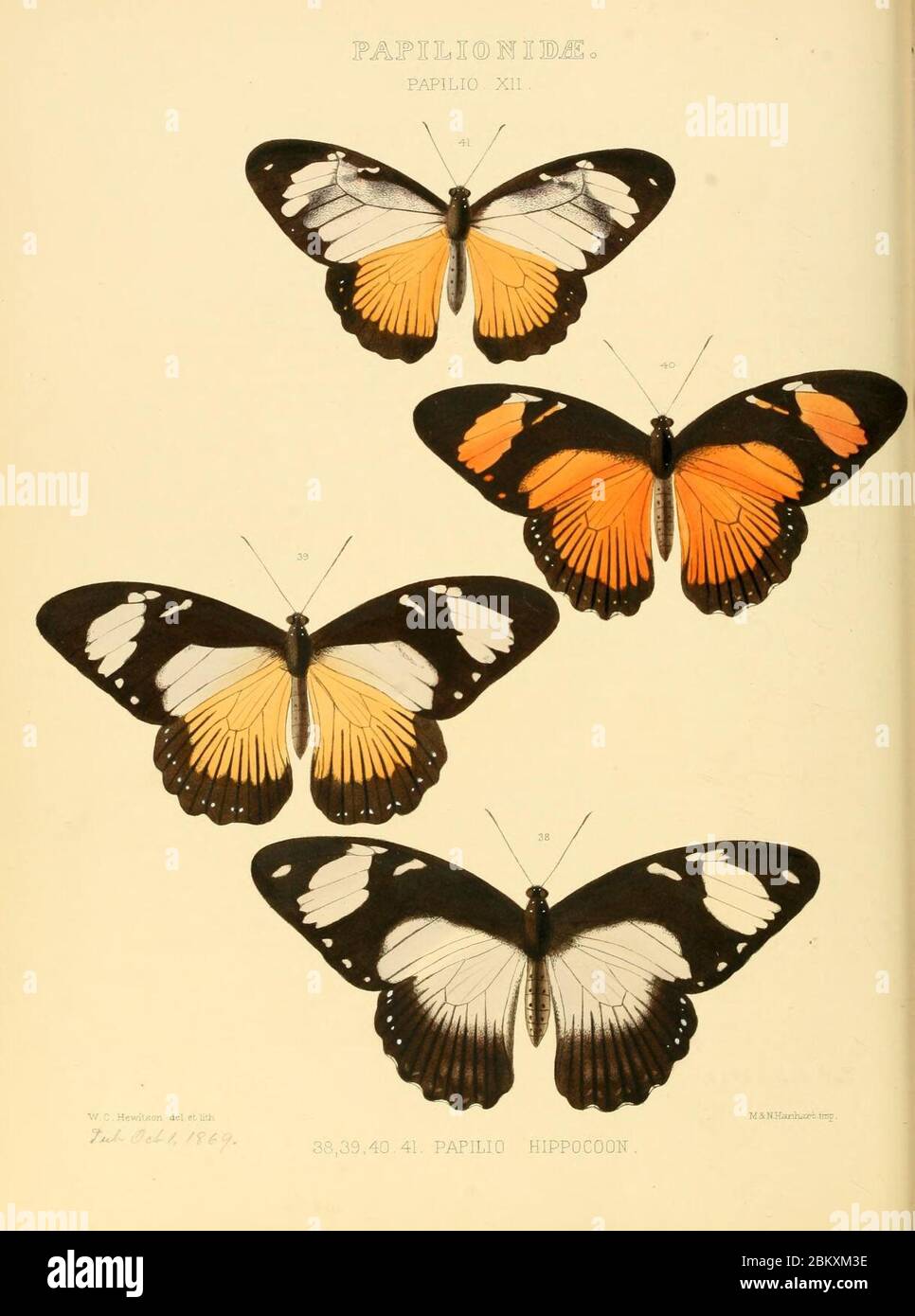 Illustrations of new species of exotic butterflies (Papilionidae ...