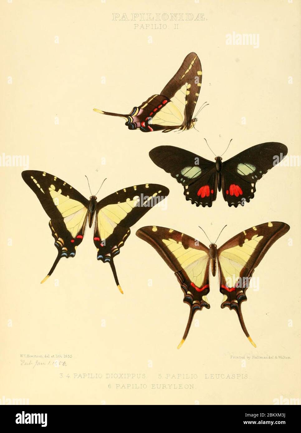 Illustrations of new species of exotic butterflies (Papilionidae ...