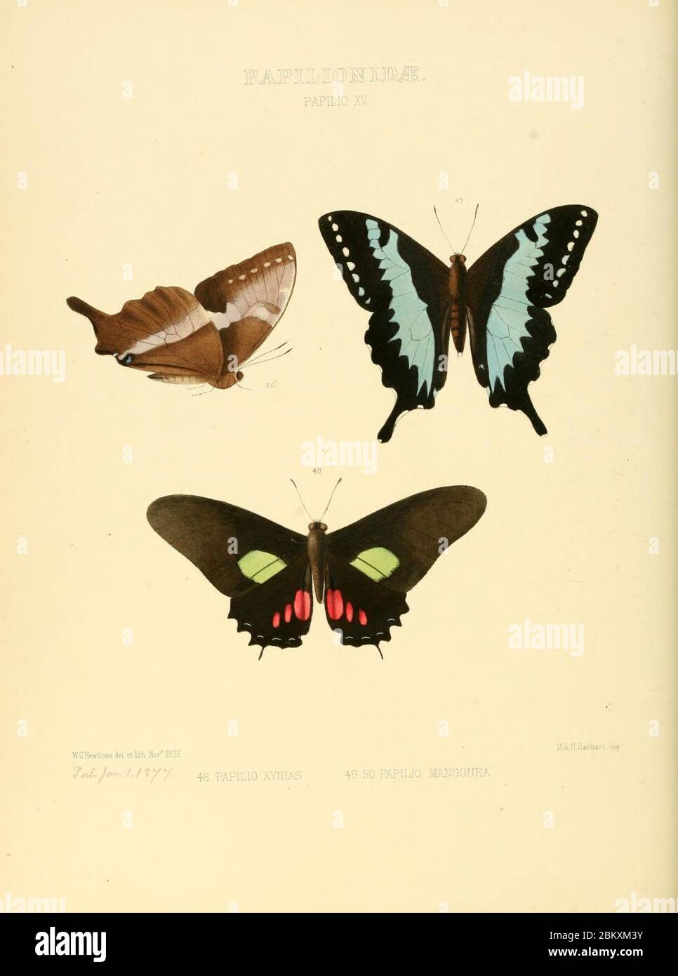 Illustrations of new species of exotic butterflies (Papilionidae ...