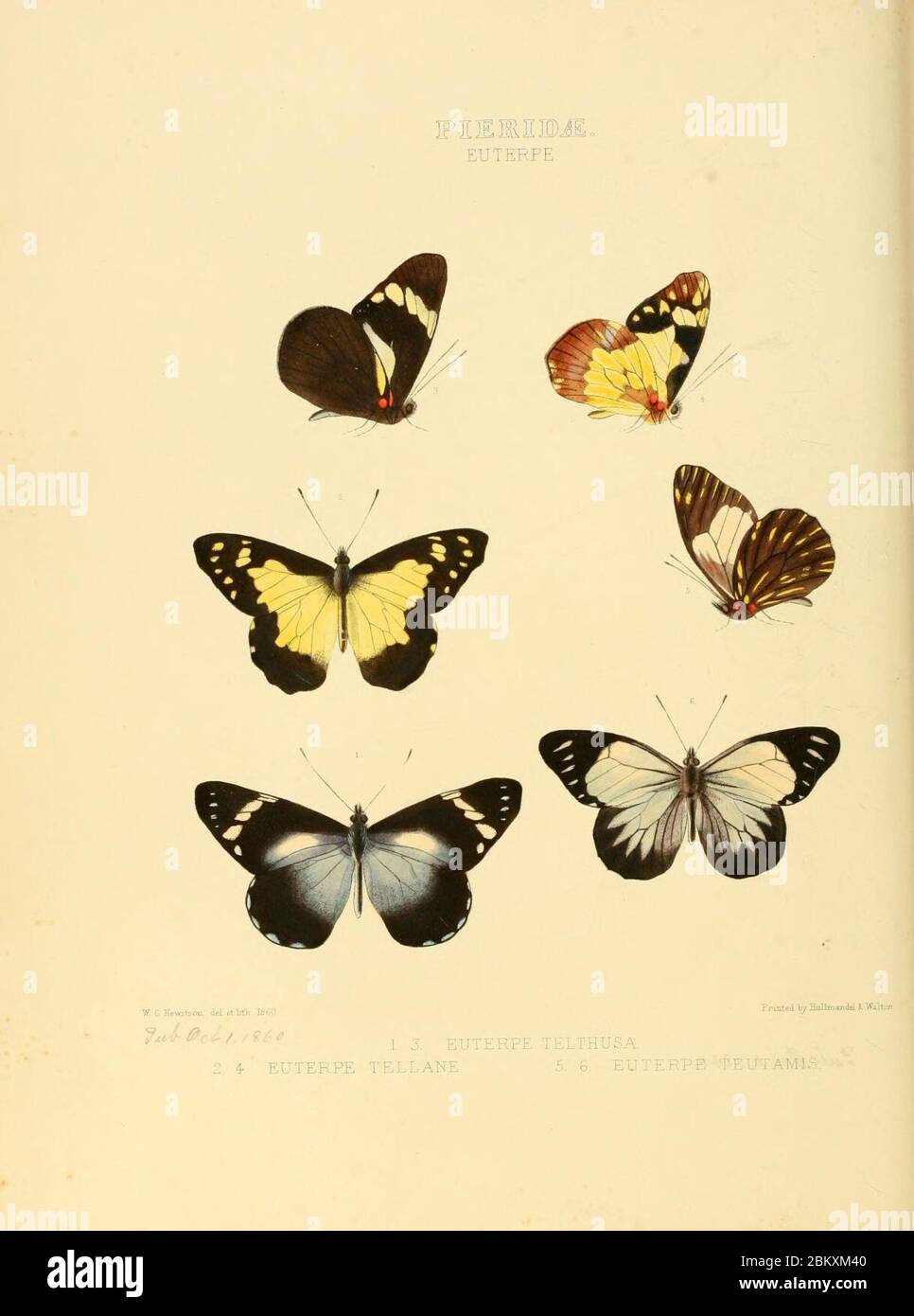 Illustrations of new species of exotic butterflies (Pieridae- Euterpe I ...