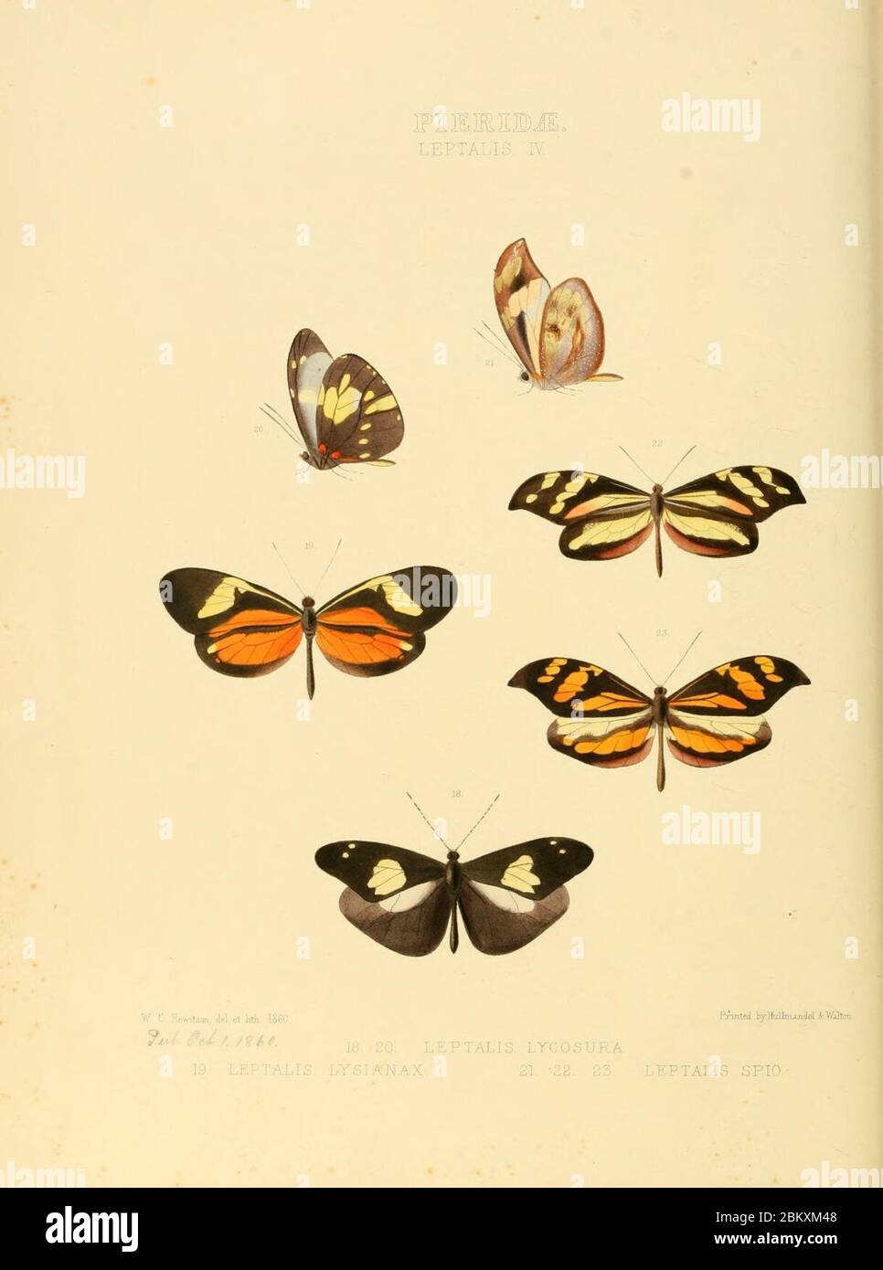 Illustrations of new species of exotic butterflies (Pieridae- Leptalis ...
