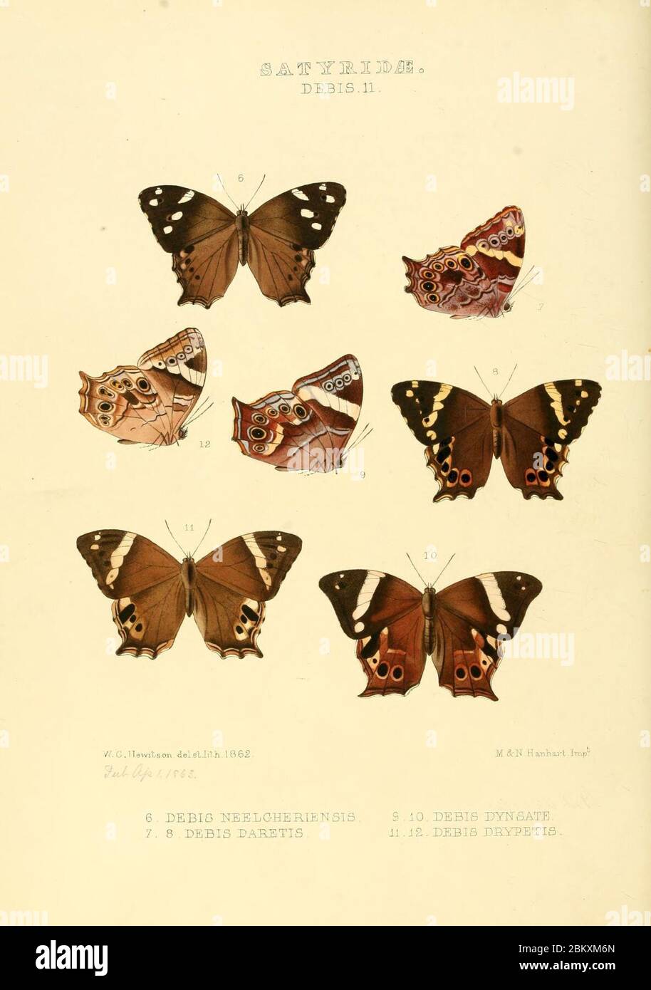 Illustrations of new species of exotic butterflies Debis II Stock Photo ...