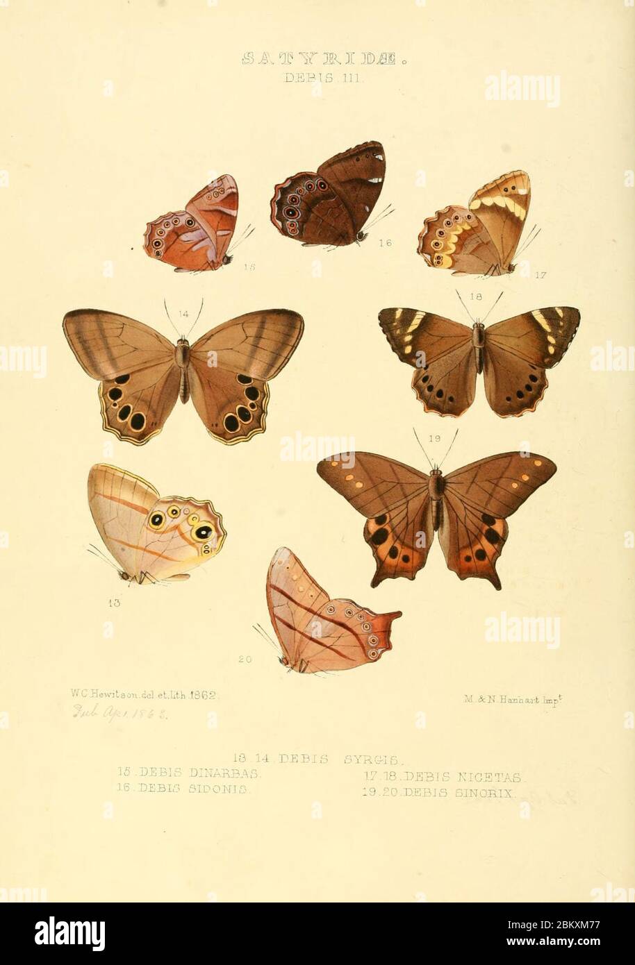 Illustrations of new species of exotic butterflies Debis III Stock ...
