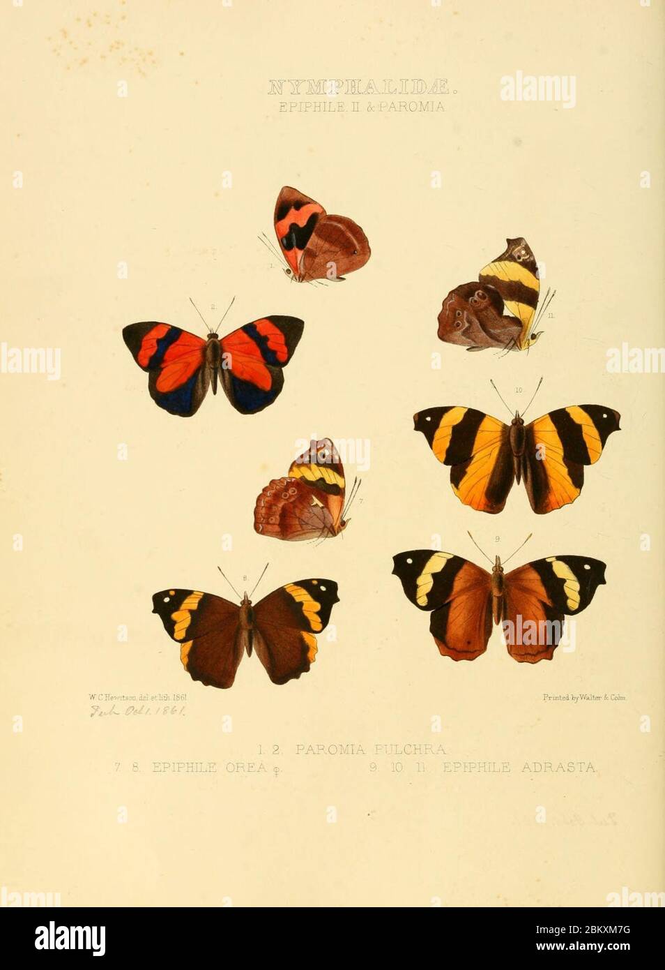 Illustrations of new species of exotic butterflies Epiphile II ...